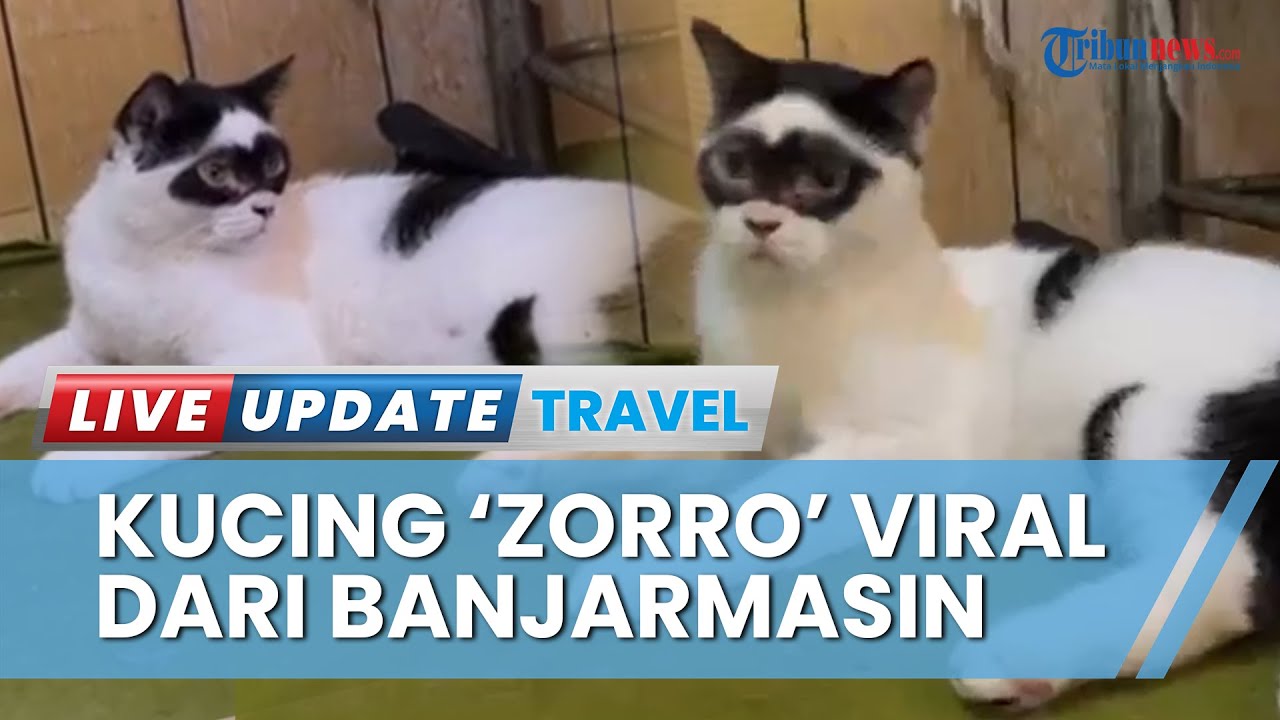Penampakan Kucing Zorro Viral dari Banjarmasin, Bak Pakai Topeng di ...