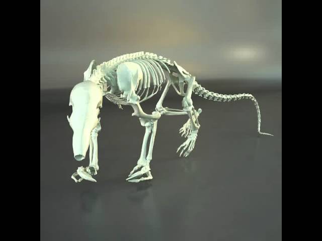 Rat skeleton HD quality 3D Model - FlatPyramid