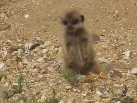 See 9 Adorable Animals Experience the Joy of Going Outside for the ...