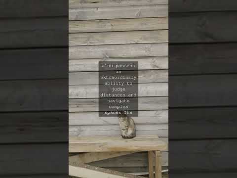 Whisker Wisdom The Feline Gait and the Fascinating World of VexillologyAs cat lovers...