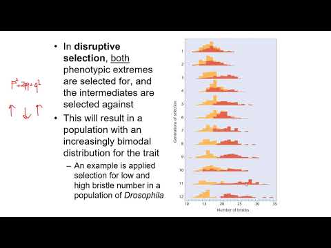 Ch.25 - Population and Evolutionary Genetics