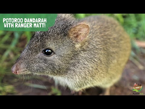 Potoroo Dandarah with Ranger Matt!