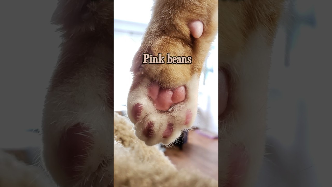 A Cat Toe Bean Guide 🐾