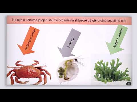 5 04 025 - Java e trembëdhjetë - Njeriu dhe natyra - mjediset jetësore Mjedisi jetësor i kënetës