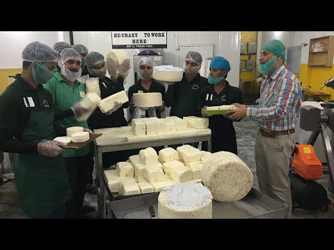 Cheese Maker – Cheese Making in Pakistan