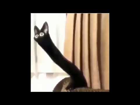Steam Community :: Video :: Distorted black cat meme
