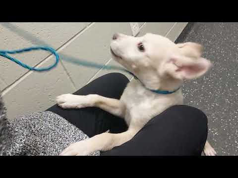 Randy the 4 month old Yellow Lab rescue I'm adopting