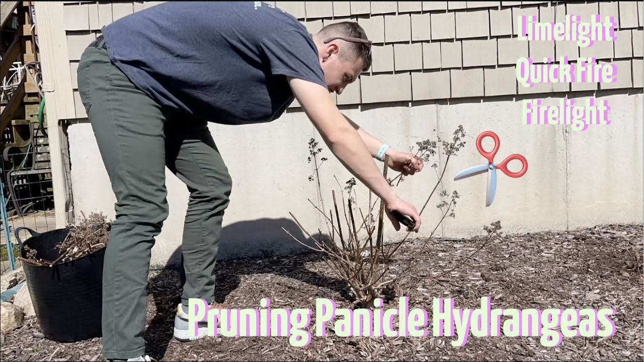 Pruning Quick Fire Hydrangeas ✂️🌸 (Works For Any Panicle Hydrangeas!)
