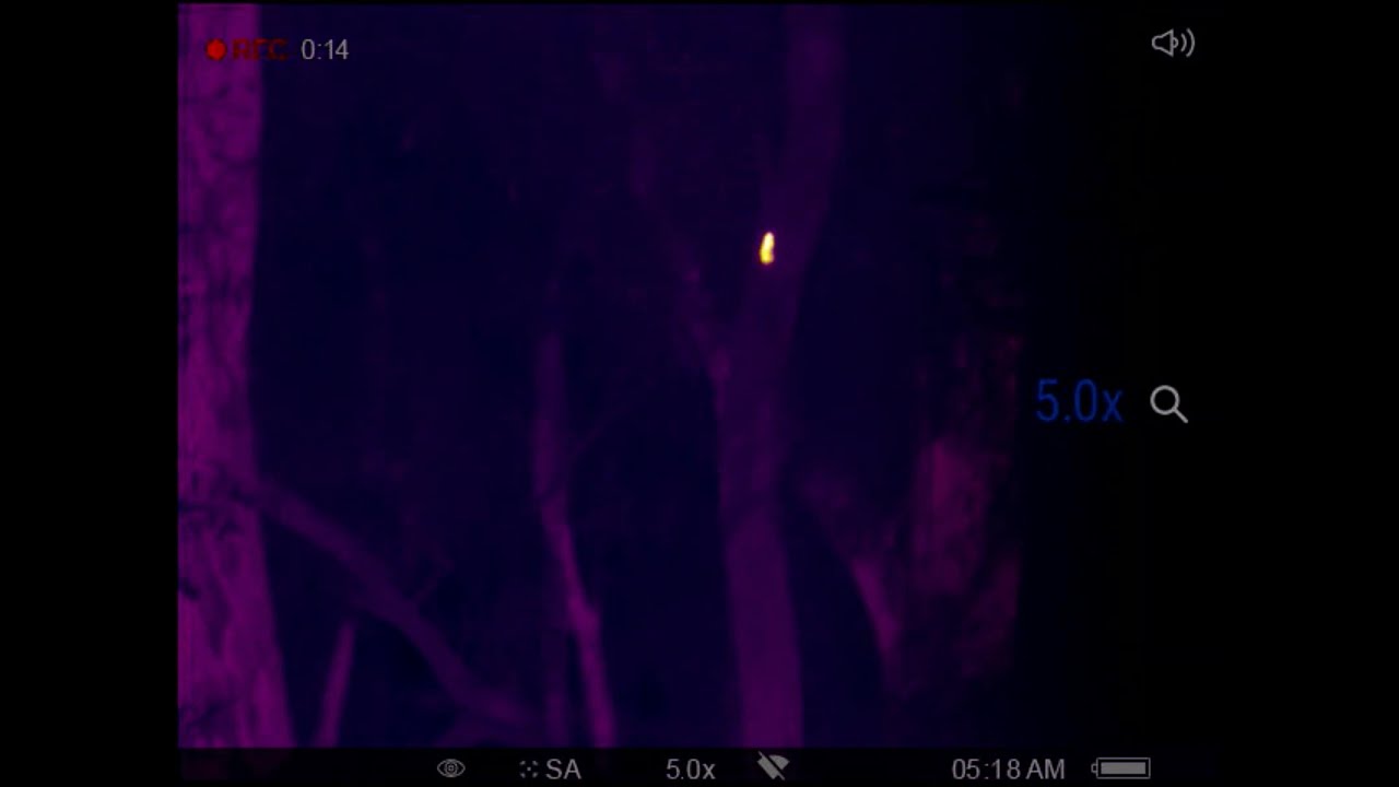 Feathertail glider (Acrobates spp.)