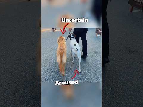 Understanding Dog Body Language #dogs