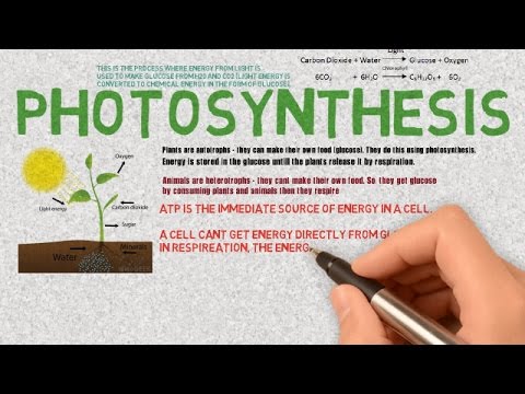 Understanding Photosynthesis: The Process of Converting Light into Energy