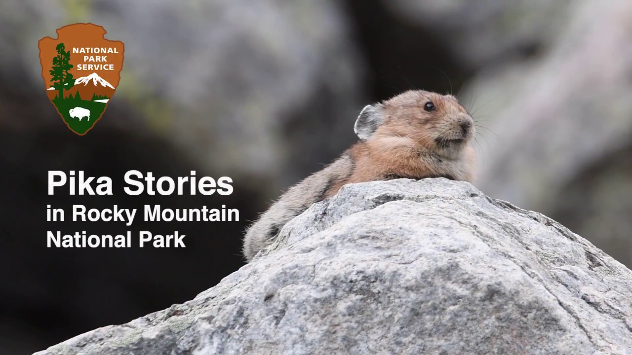 Pika Stories in Rocky Mountain National Park