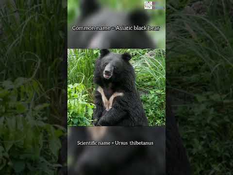 Scientific name of Asiatic black bear