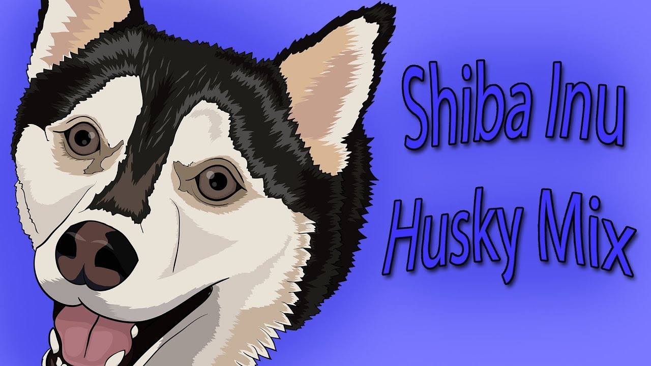 Shiba Inu Husky Dog Mix Vector Art Digital Drawing - Time Lapse Art Video by DKS