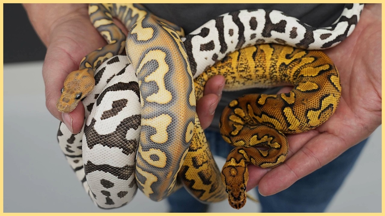 Top 10 BEST Ball Pythons of 2025!