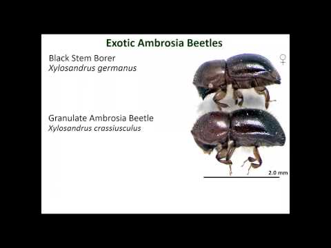 Biology, Ecology, and Management of Ambrosia Beetle Vectors & their Diseases