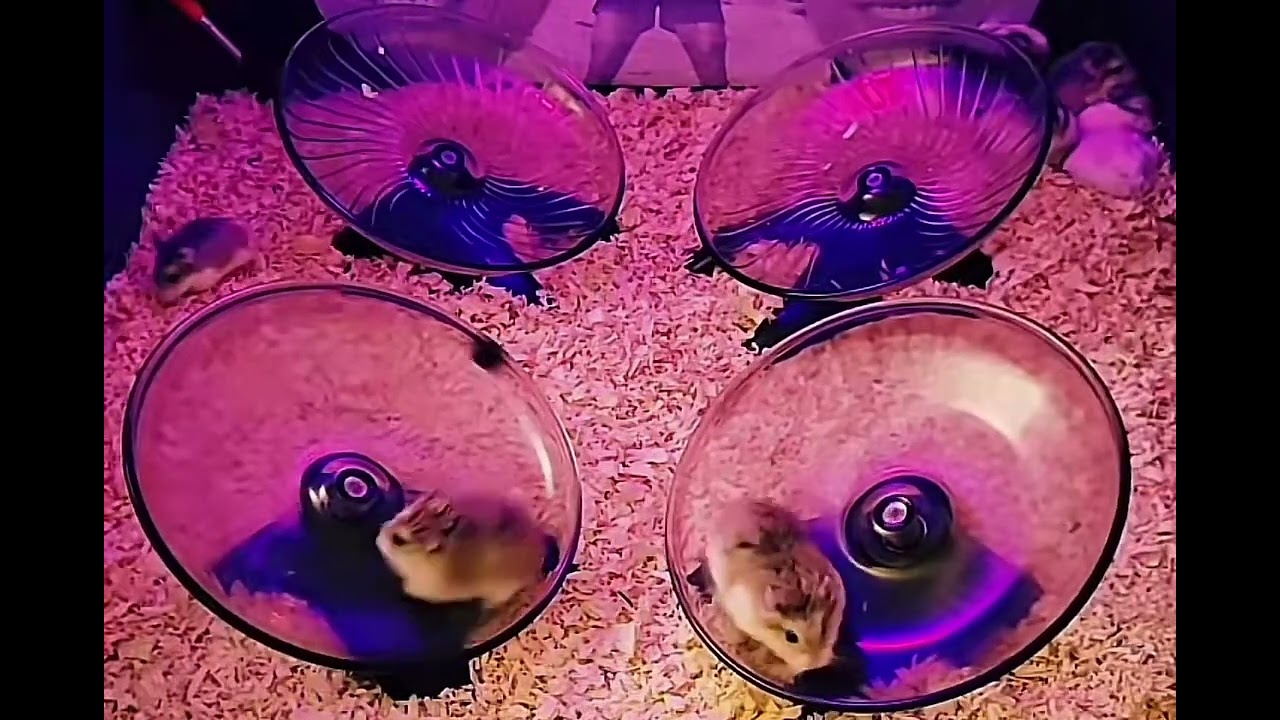 Hamster Rave Party