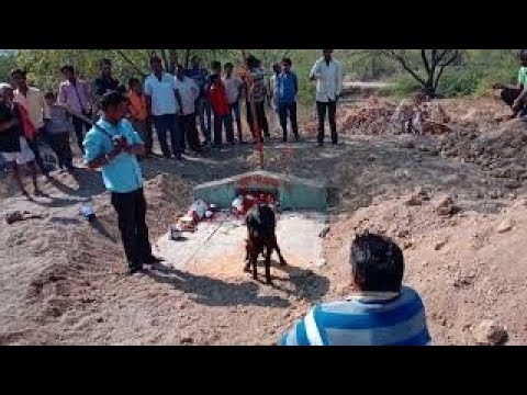 बकरे की बलि कैसे दी जाती हे |