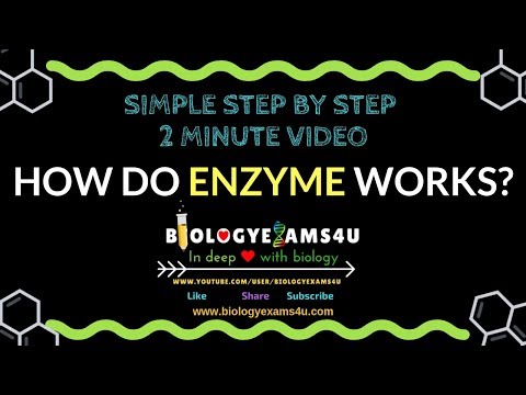 How do Enzyme Works? Simple Step by Step 3 Minute Explanation