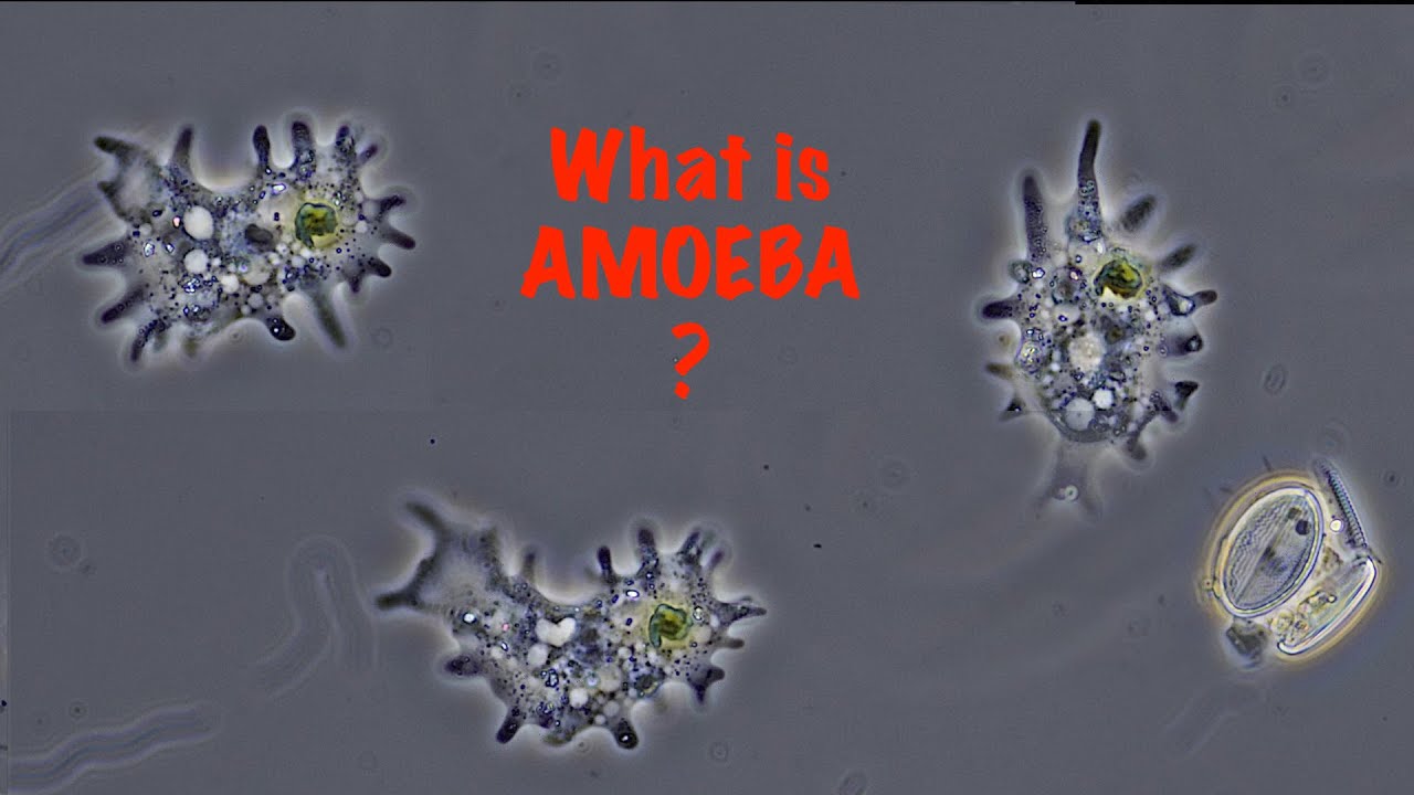 What is Amoeba?