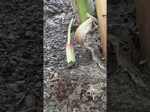 New banana tree shoots on our big beautiful banana tree.