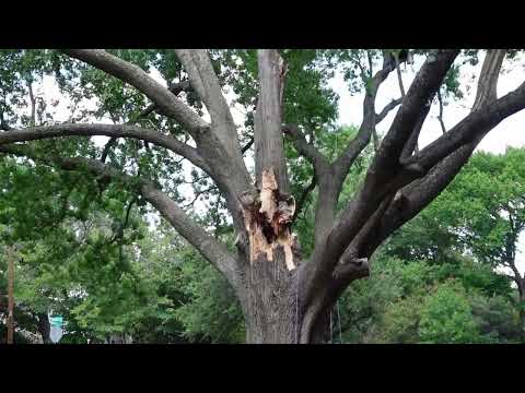 Poor Structure Leads to Failure on Shumard Red Oak