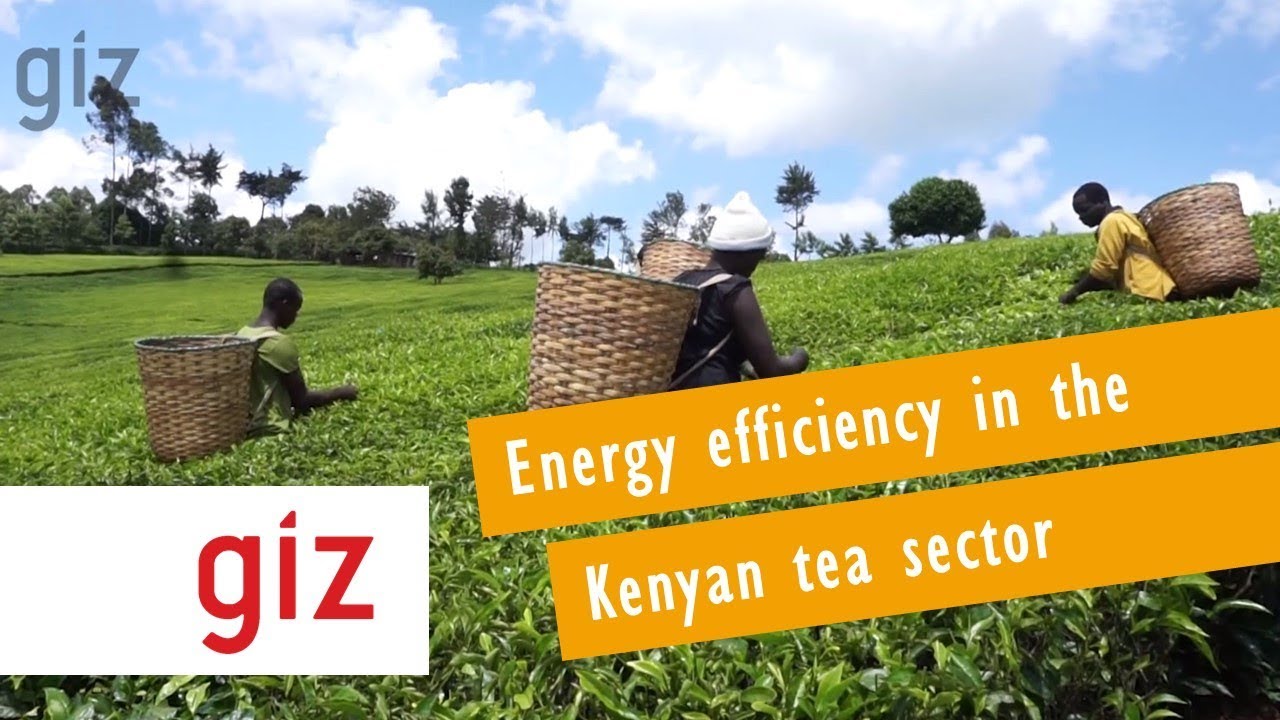 #GIZworks Kenya: Energy efficiency in the tea sector