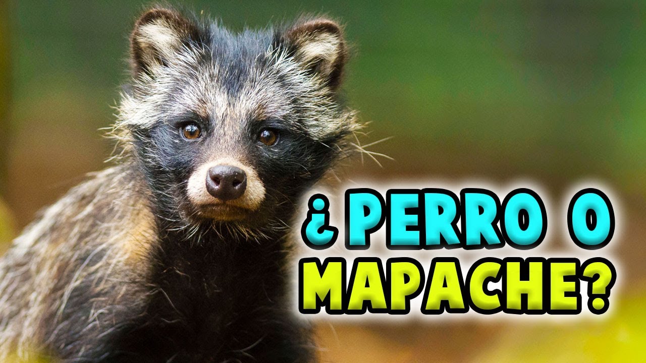 TANUKI: El PERRO que se cree MAPACHE 🦝