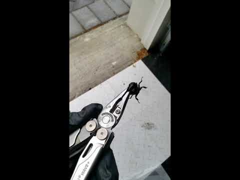 What Attracts Beetles?