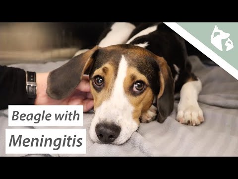 Beagle Not Walking With Meningitis Vlog 8 || Southeast Veterinary Neurology