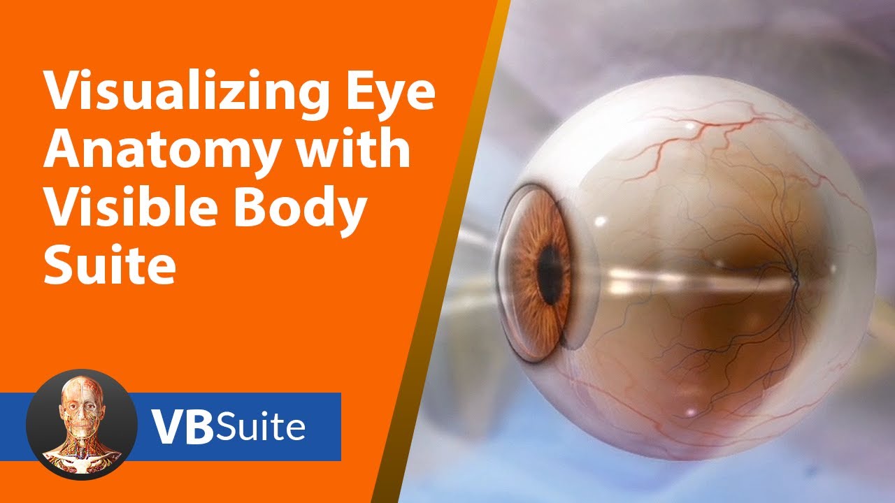 Visualizing Eye Anatomy in 3D