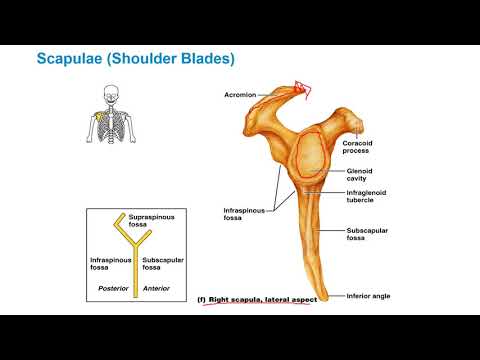 Appendicular Skeleton Pectoral Girdle and upper extremities