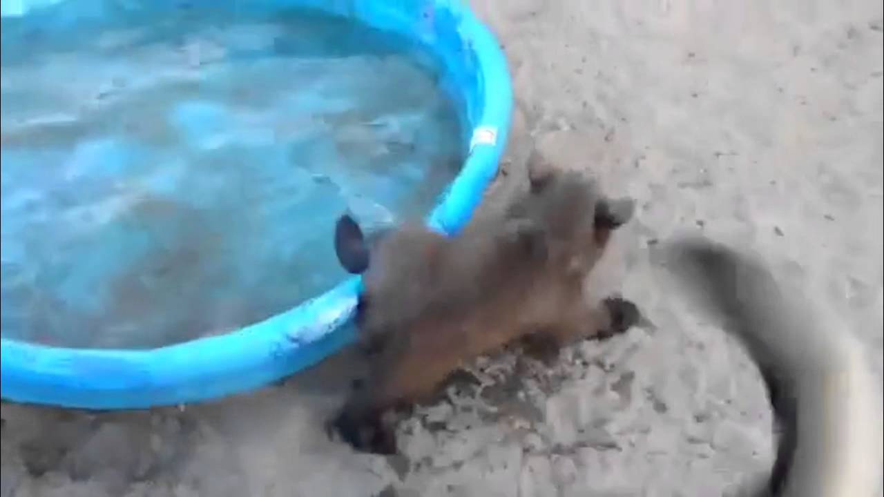 Bruiser Bear's First Swim :)
