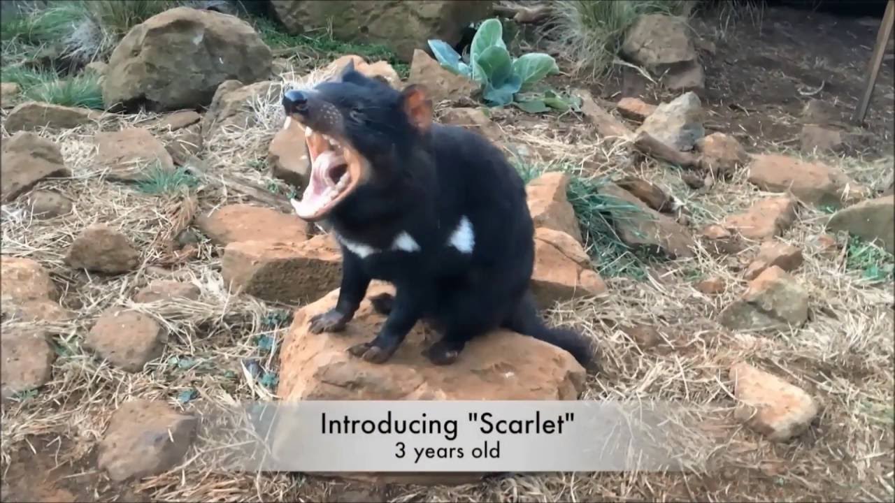 Devil Ark - Adopt Scarlet