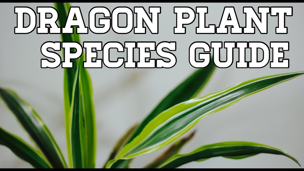 Dracaena Fragrans Species Spotlight and Care Guide - Corn Plant -