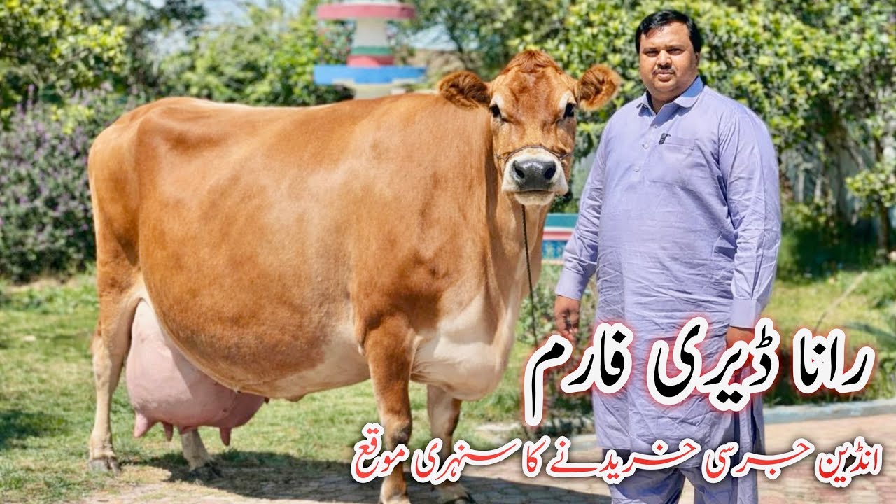 Rana Dairy Farm 🐄 | Big Jersey Cow with Huge Udder 😍 | High Milk Production Cow in Pakistan 🇵🇰
