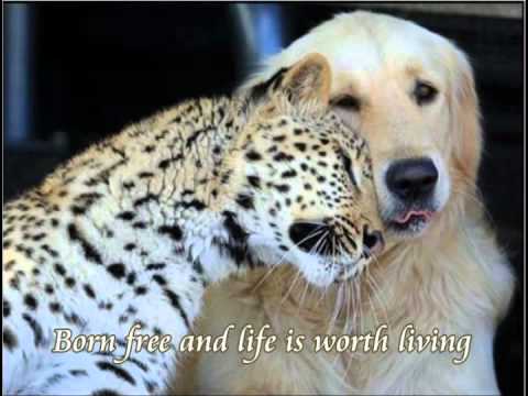 BORN FREE (Matt Monro)