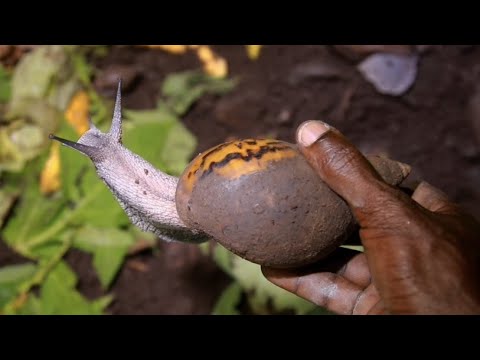 African Giant Snail Night Behavior | Feeding, Playtime, and Burrowing | Nature Observation