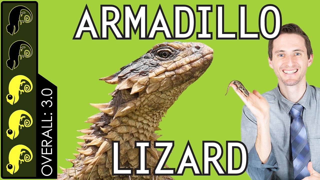 Armadillo Lizard, The Best Pet Lizard?