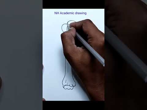 Humerus bone drawing