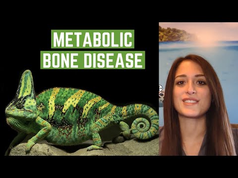 What is Metabolic Bone Disease? A Case Review of MBD in a Chameleon