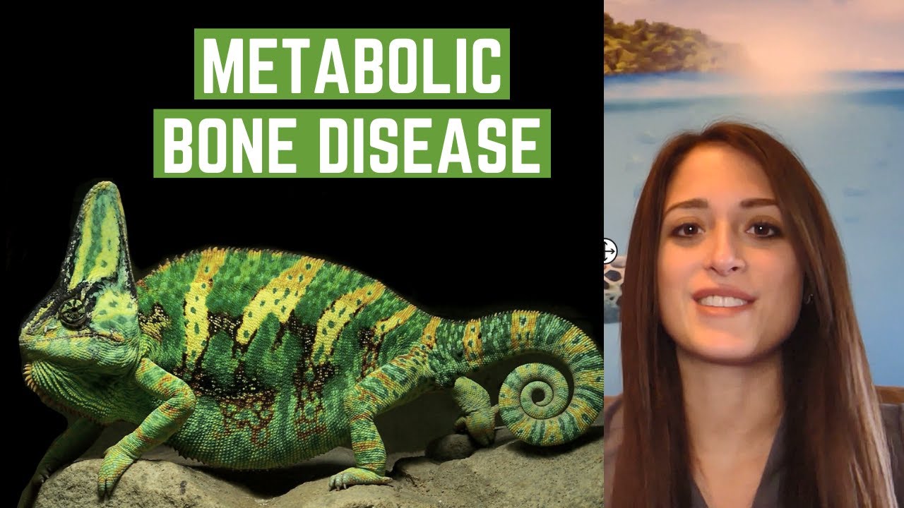 What is Metabolic Bone Disease? A Case Review of MBD in a Chameleon