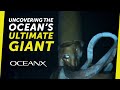 Steam Workshop::Atlantic Giant Squid (Architeuthis dux)