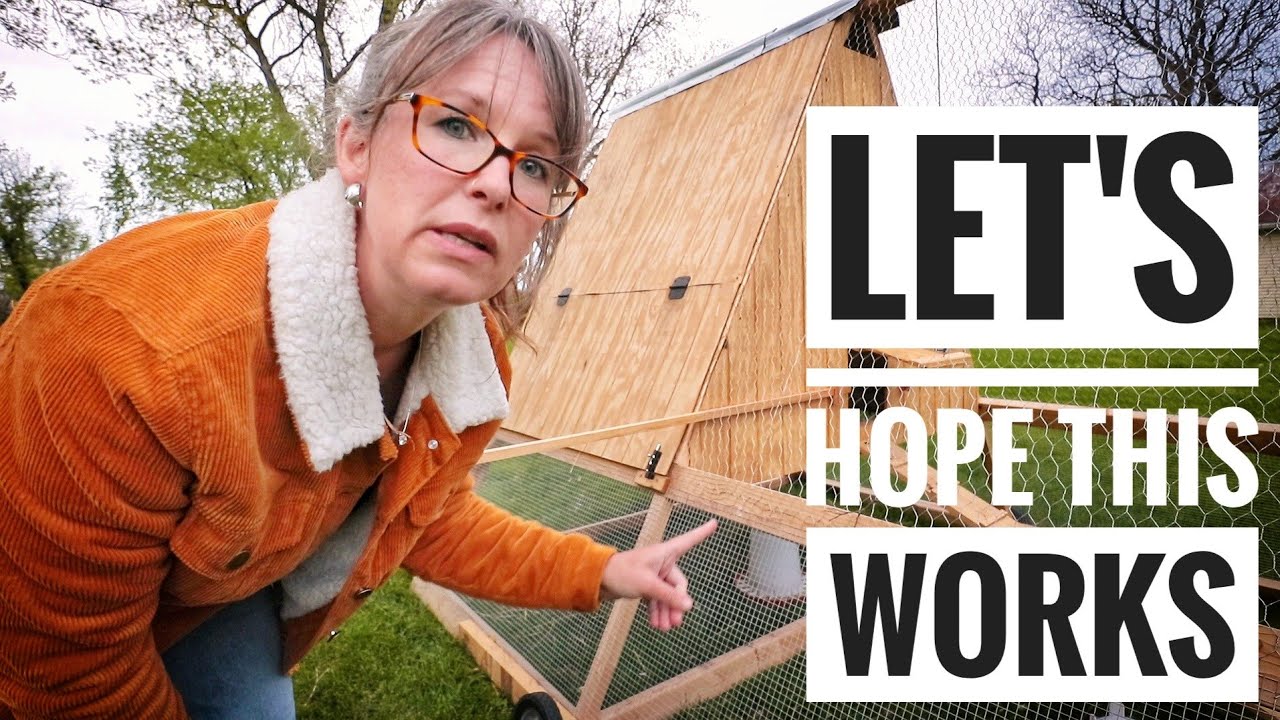 Introducing Baby Chicks to Flock | Mobile Chicken Coop/Brooder