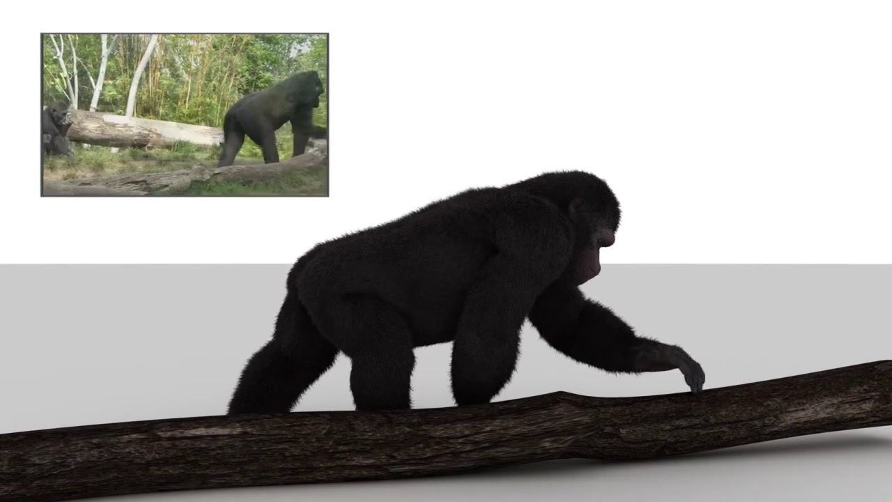 Gorilla animation by Daniel Amor