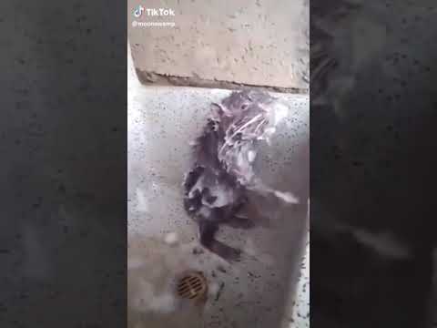 Cute 🐀 mouse takes 🚿 shower😂