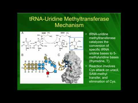 tRNA "Funny Bases": More than 4 RNA bases?