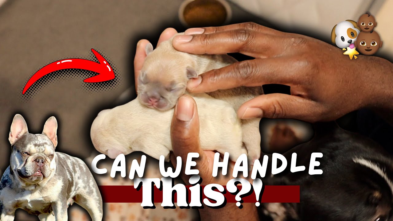 We’ve Never Had 3 Litters at Once…