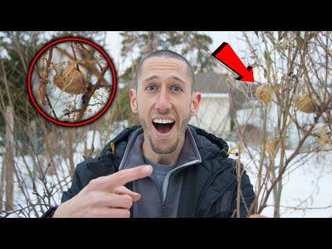 How To Find PRAYING MANTIS For Your GARDEN! Proactive Pest Control