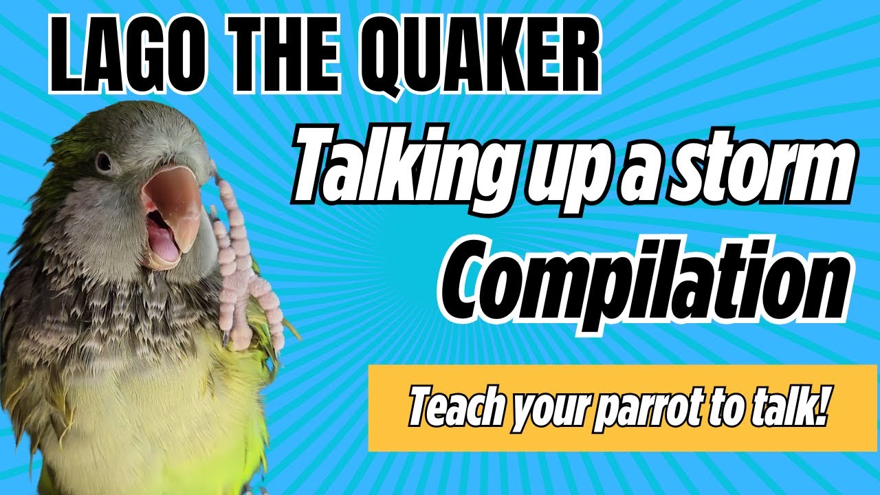 Crazy Parrot Lago Talks for 2 HOURS! Quaker Parrot Talking Compilation